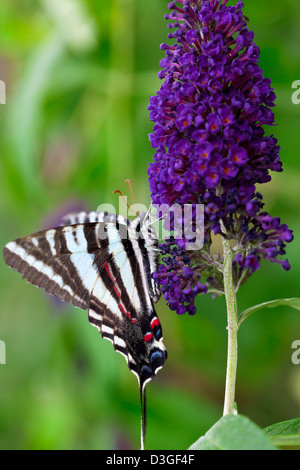 Zebra Swallowtail (Protographium marcellus) on Butterfly Milkweed ...
