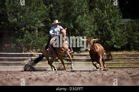 Cowboy wrangler moving cattle in corral, ranching, Montana USA Stock ...