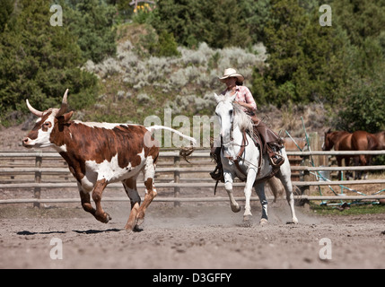 Cowboy wrangler moving cattle in corral, ranching, Montana USA Stock ...