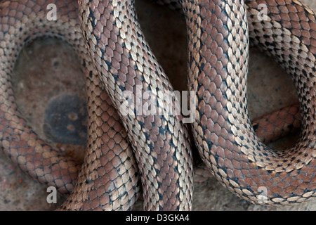 snake poisonous venomous culebra con cola larga Chile Stock Photo - Alamy