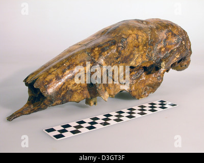 A fossilized sloth skull discovered in the Grand Canyon offers valuable ...