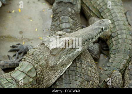 Nile crocodiles, Mamba Village crocodile farm, Mombasa, Kenya Stock ...