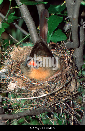 Northern Cardinal, female on a nest with chicks Stock Photo - Alamy