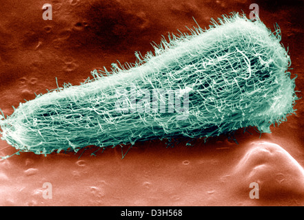 SHEEP LIVER FLUKE LARVA Stock Photo - Alamy