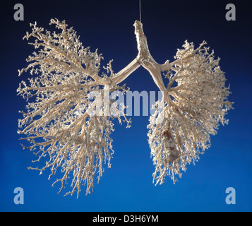 Anatomy of the bronchus and bronchial tubes Stock Photo - Alamy