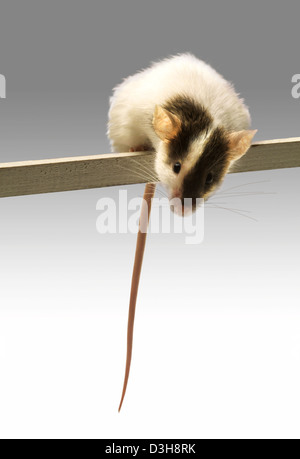 Close-up of rat balancing on cable against white background Stock Photo ...