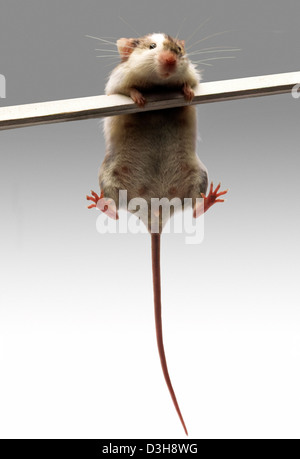 Close-up of rat balancing on cable against white background Stock Photo ...
