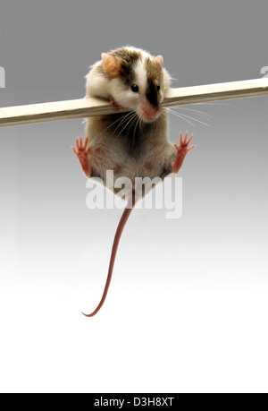 Close-up of rat balancing on cable against white background Stock Photo ...