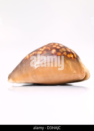A brown sea shell from Andaman sea Stock Photo - Alamy
