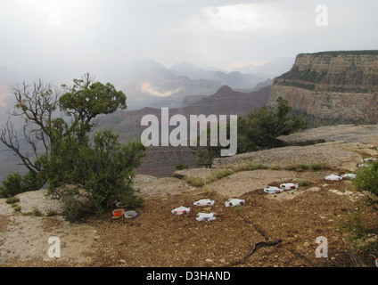 The seeding of the endangered plant Astragalus cremnophylax, also known ...