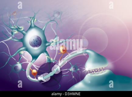 The chemical transmission of a nerve impulse at the synapse Stock Photo ...