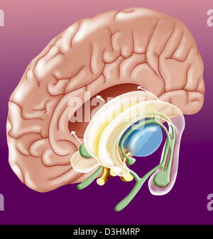 Thalamus brain drawing Stock Photo - Alamy