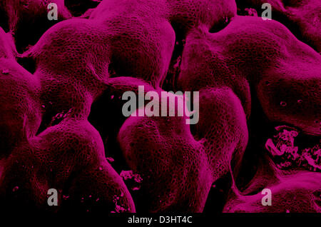 Scanning electron micrograph (SEM) of stomach wall lined with mucus ...