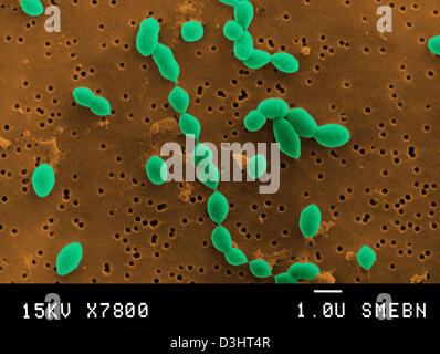Streptococcus pneumoniae, or pneumococcus, is a gram-positive Stock ...