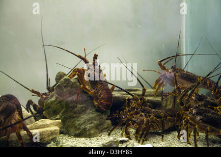 Restaurant Lobster Tank Stock Photo: 124425775 - Alamy
