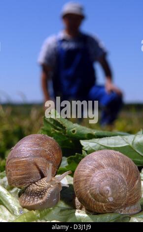 German grapevine snail Stock Photo - Alamy