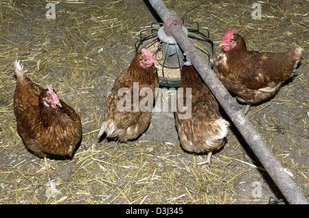 Hens on a traditional free range poultry organic farm grazing on the ...