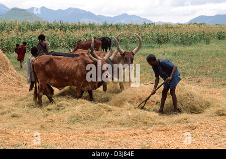 Threshing and Winnowing Tef Stock Photo - Alamy