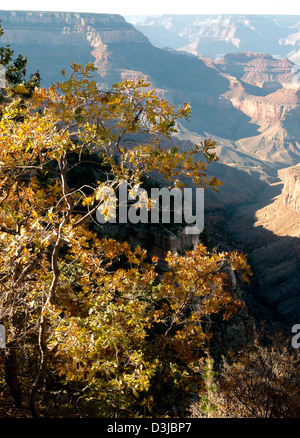 The Gambel Oak (Quercus gambelii) displays its vibrant fall colors in ...