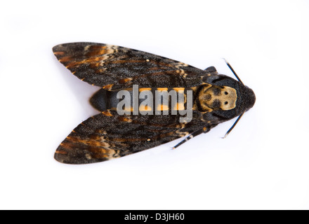 Thorax of Death's Head Hawk Moth Stock Photo - Alamy