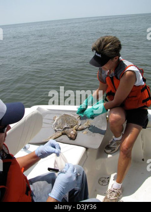 A turtle affected by the BP Deepwater Horizon oil spill is observed by ...