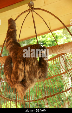 Buttercup is a 3 toed sloth that lives at the Sloth Sanctuary in Costa ...
