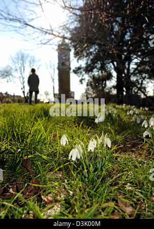 British Snowdrop in spring and full flower Stock Photo - Alamy