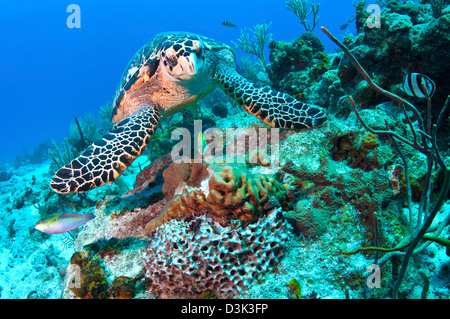 Hawksbill turtle feeding on a sponge, handfed, Eretmochelys imbricata ...