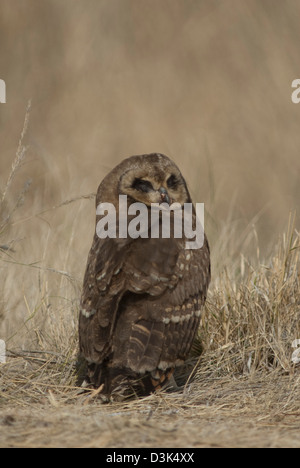African marsh owl (Asio capensis), sitting on a fencepost, South Africa ...