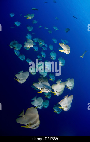 A school of large Spadefish swimming in the blue with silver bodies and ...