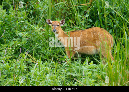 Situtunga (Tragelaphus spekii), Saiwa Swamp National Park, Kenya Stock ...