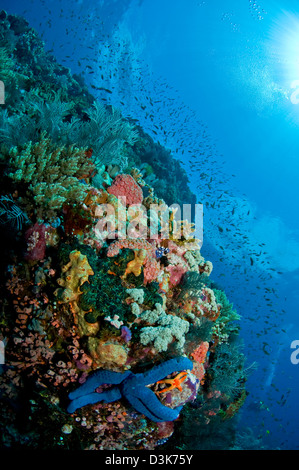 Reef scene with corals and fish, Komodo, Indonesia Stock Photo - Alamy