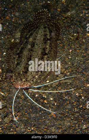 Cockatoo flounder, Samaris cristatus, Sulawesi Indonesia Stock Photo ...