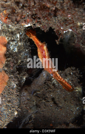 Donald duck shrimp, Leander plumosus, Tulamben, Bali, Indonesia ...