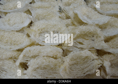 Edible-nest swiftlet, Aerodramus fuciphagus, and nest of saliva, used ...