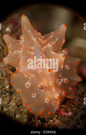 Nudibranch (Halgerda batangas) Lembeh Strait, North Sulawesi, Indonesia ...