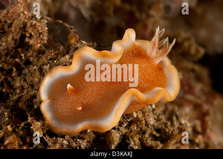 Glossodoris rufomarginata nudibranch. Lembeh Strait, North Sulawesi ...