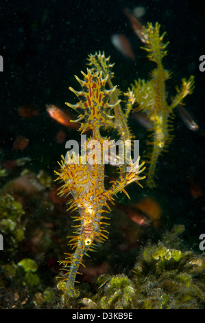 Ghost fish swimming in the Red Sea, colorful fish, Eilat Israel Stock ...