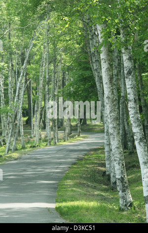 Forest of Japanese white birch Betula platyphilla var. japonica and ...