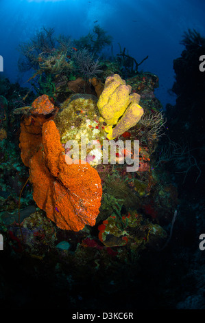 Coral and sponge reef, Belize Stock Photo - Alamy