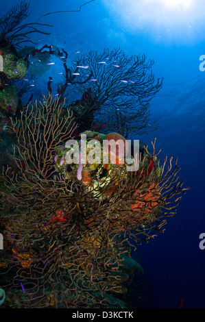 Sea fan seascape, Belize Stock Photo - Alamy