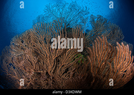 Sea fan seascape, Belize Stock Photo - Alamy
