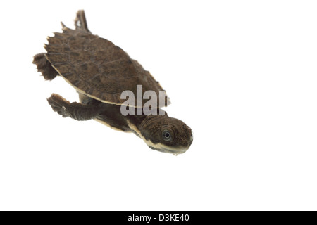 Saw-shelled Turtle (Elseya latisternum) swimming in Broken River ...