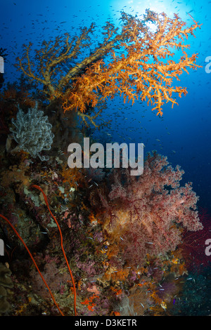 Yellow sea fan in Raja Ampat, Indonesia Stock Photo - Alamy