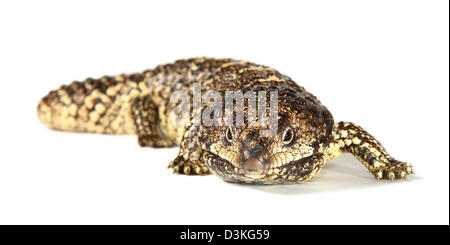 Shingleback or Australian sleepy lizard Stock Photo - Alamy