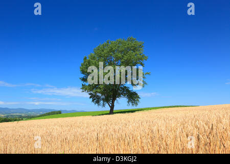 The tree of philosophy, Hokkaido Stock Photo - Alamy