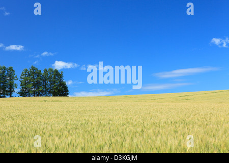 Mild Seven Hill in Biei, Hokkaido Stock Photo - Alamy