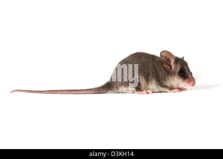Eastern Pygmy Possum Cercartetus nanus Photographed in Tasmania ...
