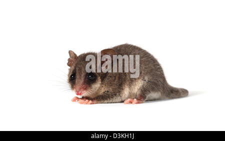 Eastern Pygmy Possum Stock Photo - Alamy