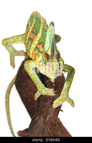 Chamaeleo calyptratus (Veiled chameleon Stock Photo - Alamy